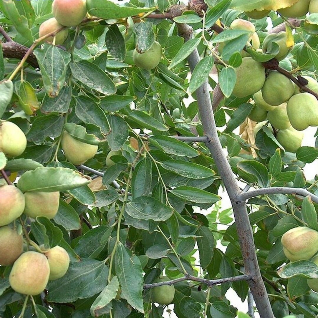 Lot of 4 Live Jujube Tree Cuttings, Shanxi Li Jujube Tree Cutting ...