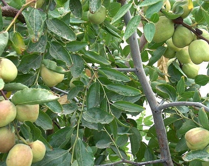 Lot of 4 Live Jujube Tree Cuttings, Shanxi Li Jujube Tree Cutting ...