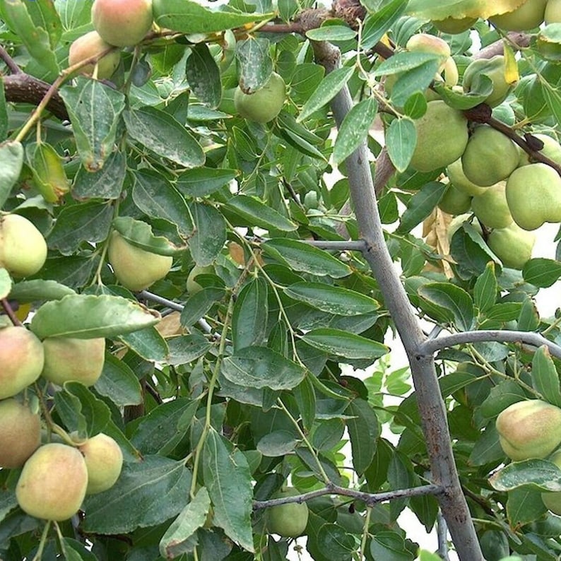 Lot of 4 Live Jujube Tree Cuttings, Shanxi Li Jujube Tree Cutting ...