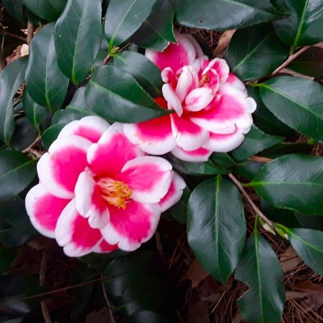 Red White Camellia Japonica'tama Electra' live - Etsy