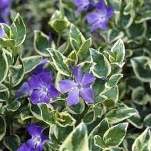 6 Variegated Vinca Periwinkle Trailing Vine - Live Starter Plants Ship ...
