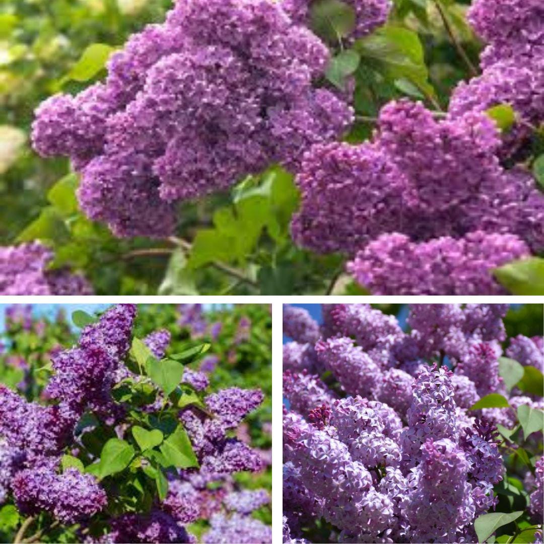 Common Lilac Bush – Lavender Purple Blooms | Fragrant, Hardy Lilac ...