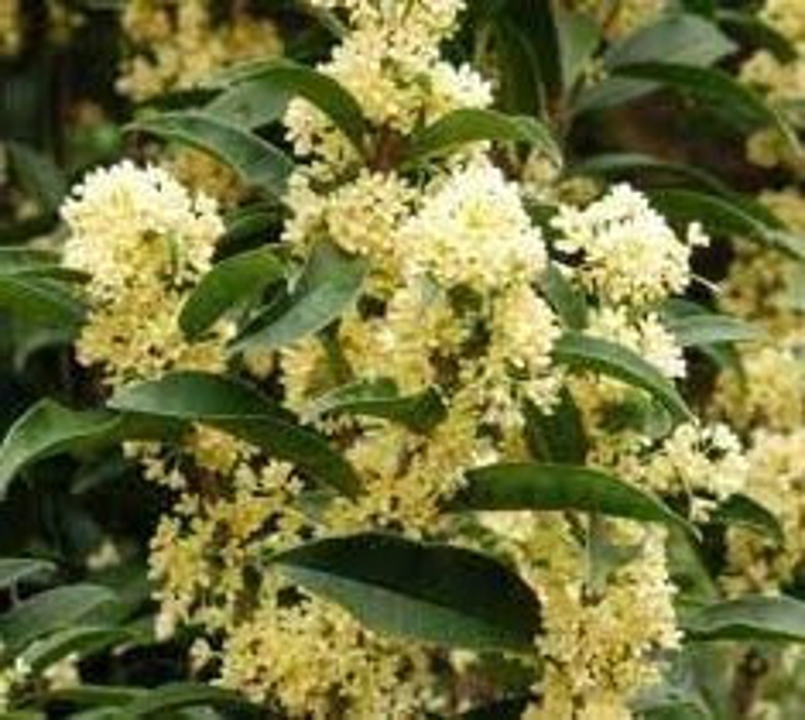 Fragrant Tea Olive Osmanthus - Fudingzhu - Healthy Well Rooted Starter ...