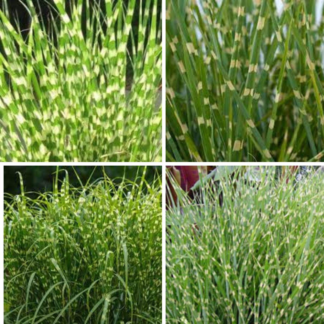 Dwarf Maiden Grass Plants - Little Zebra - Starter Live Plant Ship No ...