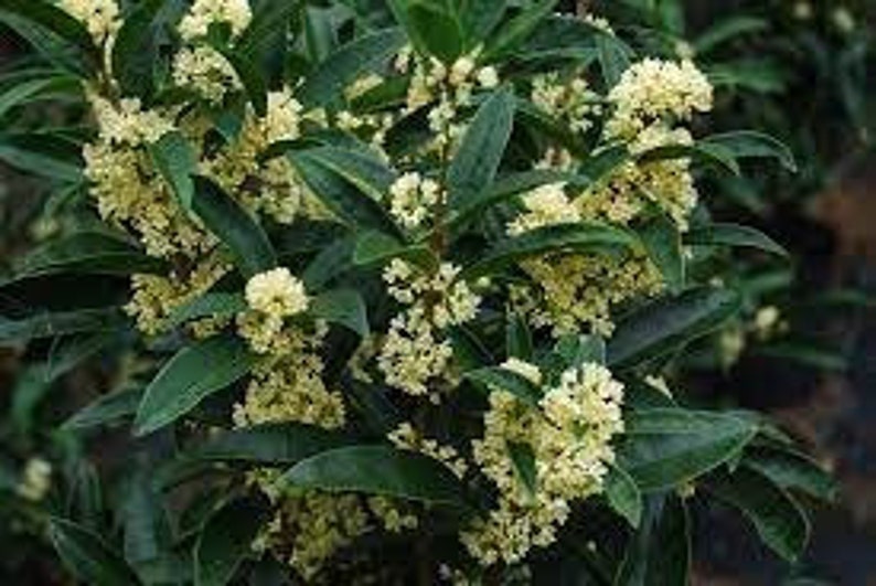 Fragrant Tea Olive Osmanthus - Fudingzhu - Healthy Well Rooted Starter ...