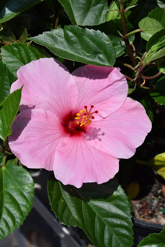 Pink Hibiscus Plant seminole Hibiscus Well Rooted SMALL Starter Live ...