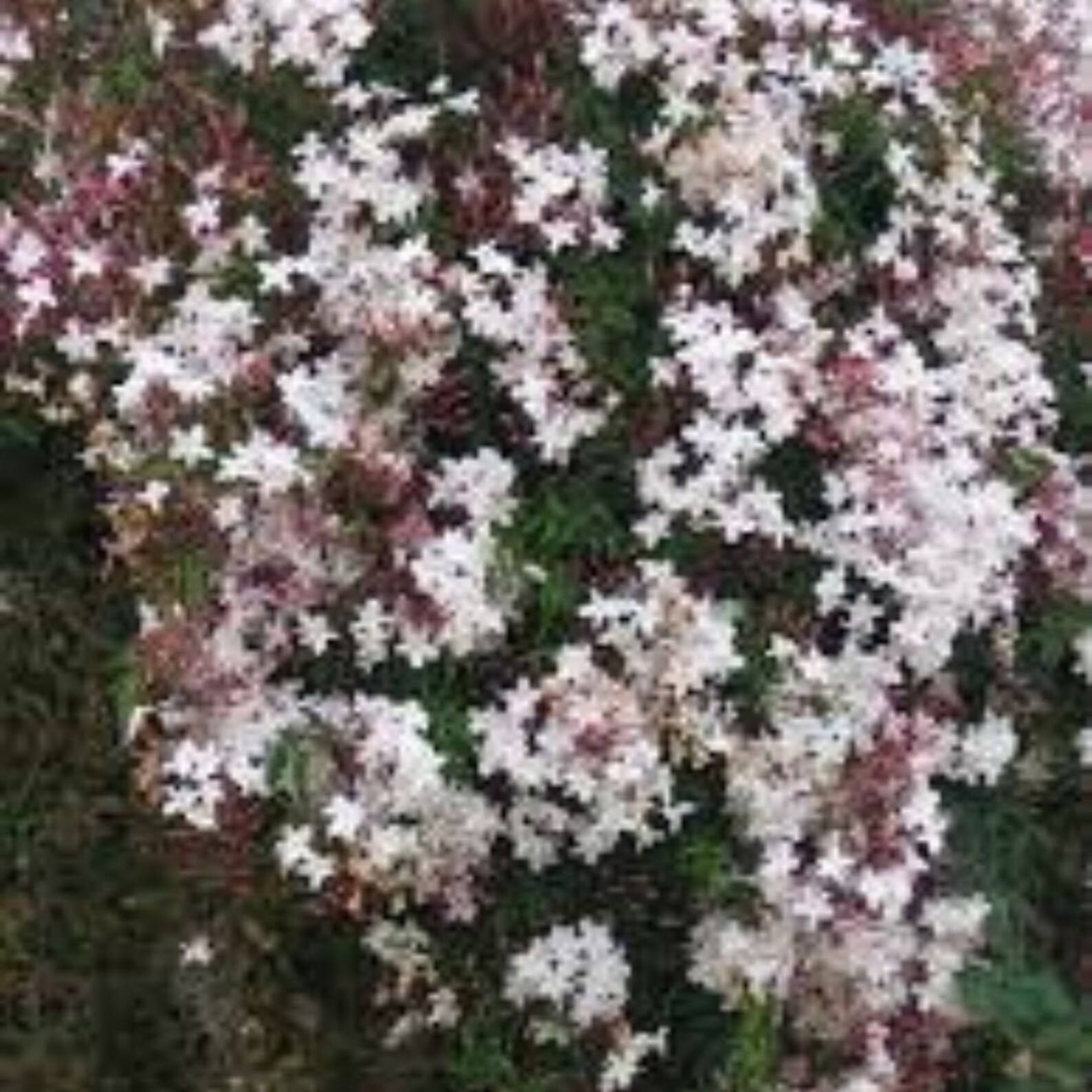 Pink Jasmine Vine Plant - Jasminum Polyanthum - Live Pink Jasmine ...
