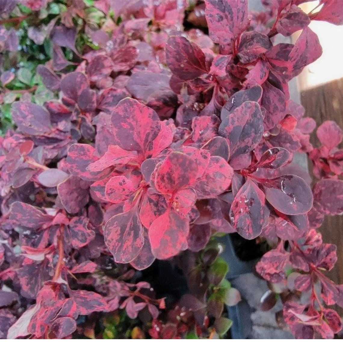 Rose Glow Japanese Barberry Plant Berberis Thunbergii - Etsy Rose Glow Japanese Barberry Plant Berberis Thunbergii - Etsy