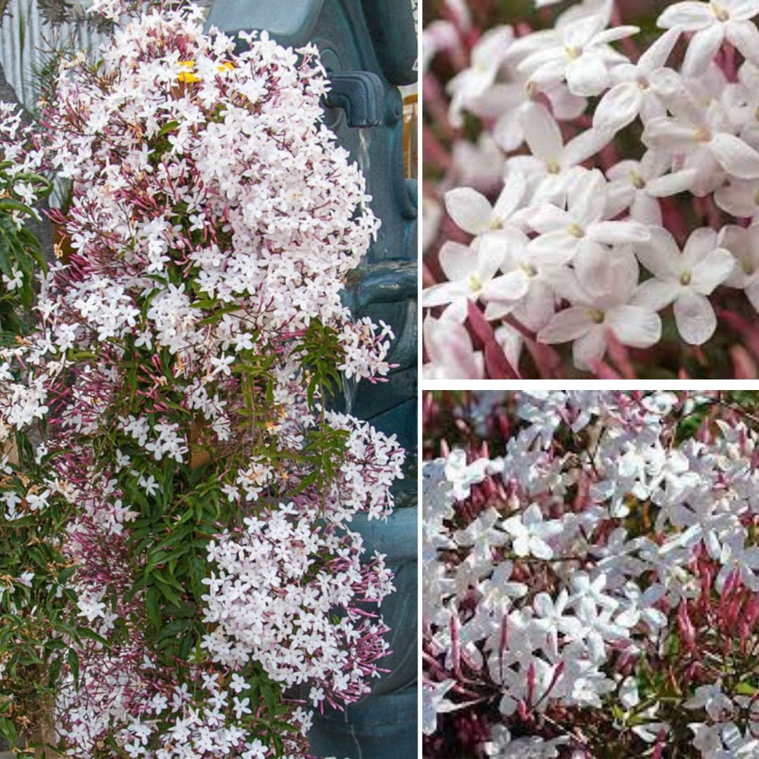 Pink Jasmine Vine Plant Jasminum Polyanthum Live Pink Jasmine Indoor ...