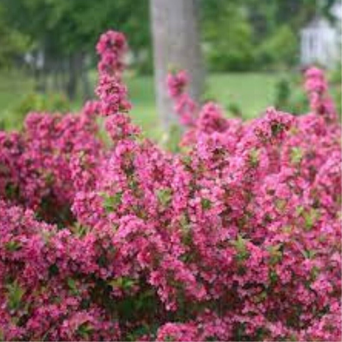 Pink Bloom Weigela Plant - Hot Pink, Everblooming - Live Plant Ship in ...