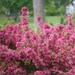 Pink Bloom Weigela Plant - Hot Pink, Everblooming - Live Plant Ship in ...