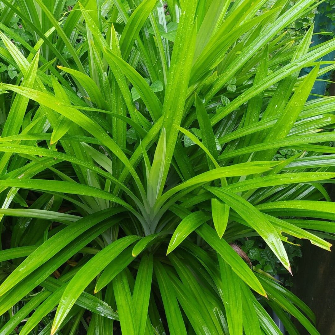 Pandan Leaves Live Plant(lá Dứa) - Pandanus Amaryllifolius Rooted Live ...