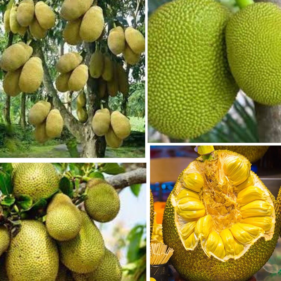 Jackfruit Artocarpus Heterophyllus Jack Fruit Seedling Plant Tree 7 to ...