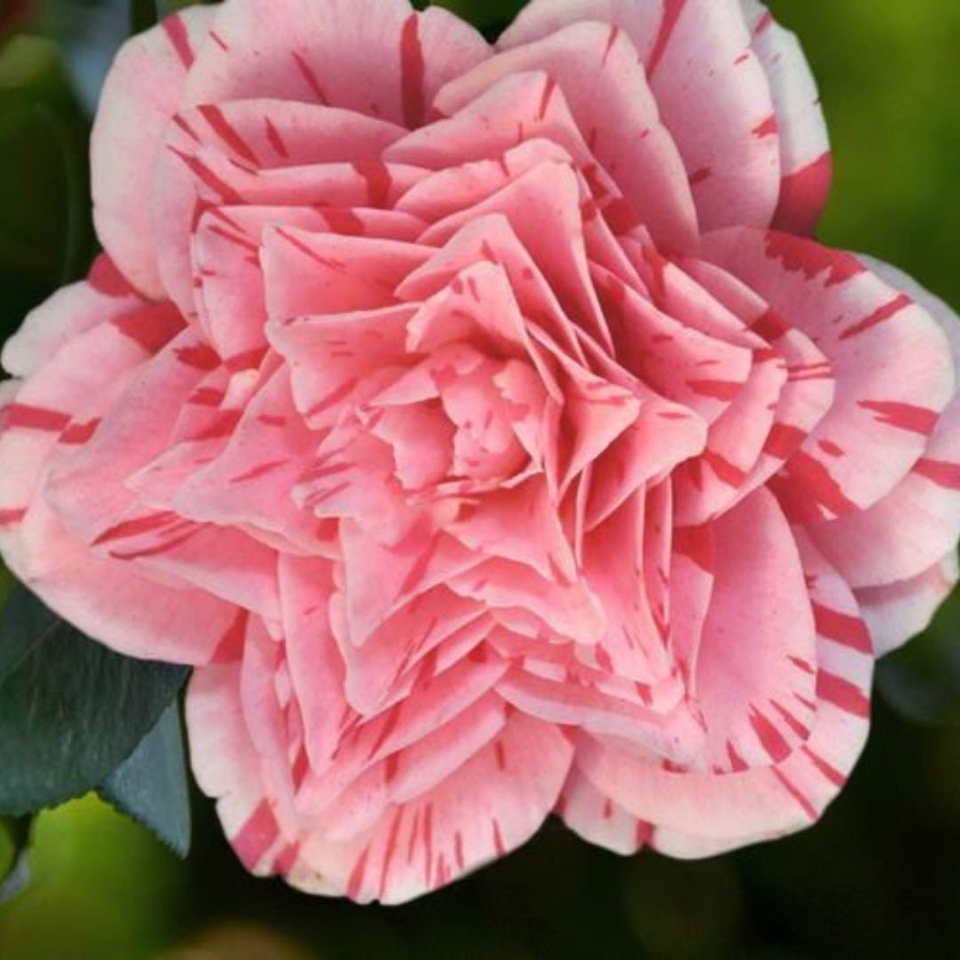 Pink Red Camellia Japonica Plant LES MARBURY Unique Bloom - Etsy