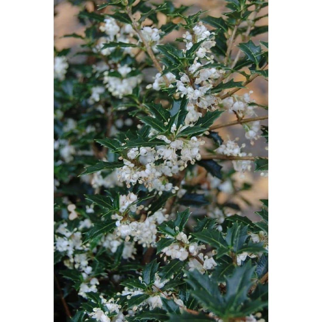 White Fragrant Princess Dwarf Tea Olive Plant -osmanthus Heterophyllus ...