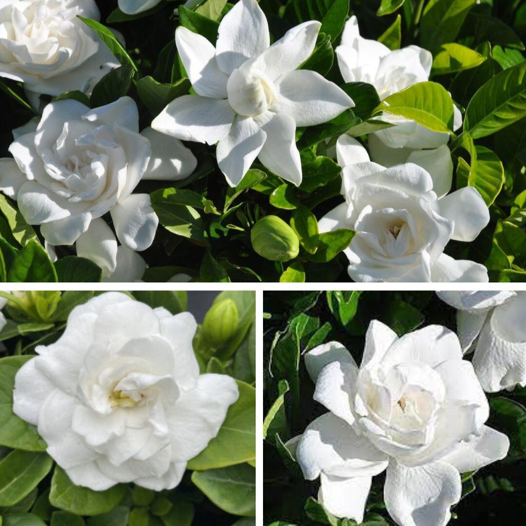 White Gardenia 'summer Snow' Starter Plant, Fragranced Flowers Ship No Pot 3" to 5" Tall. - Etsy