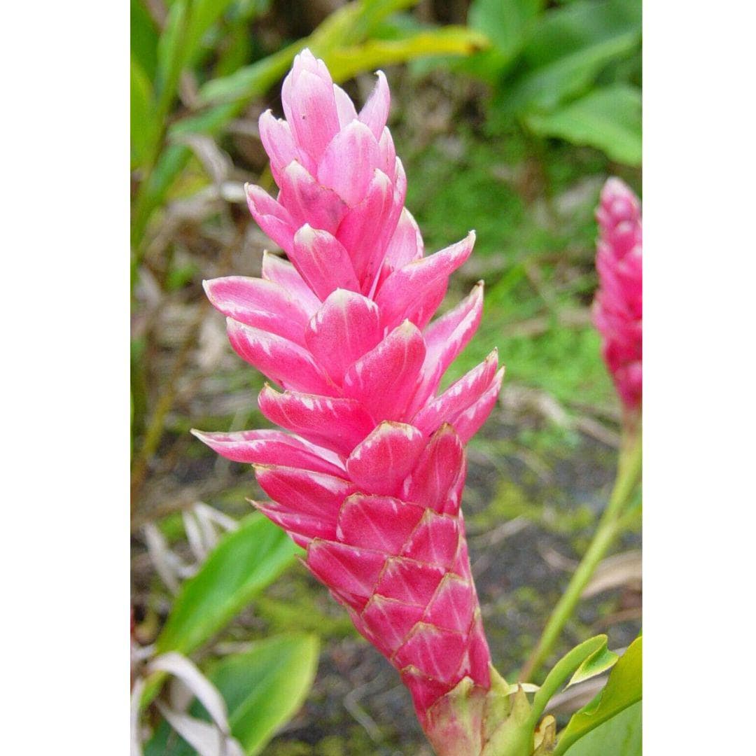 Hot Pink Ginger Plant - Alpinia Purpurata - Tropical Starter Live Plant ...