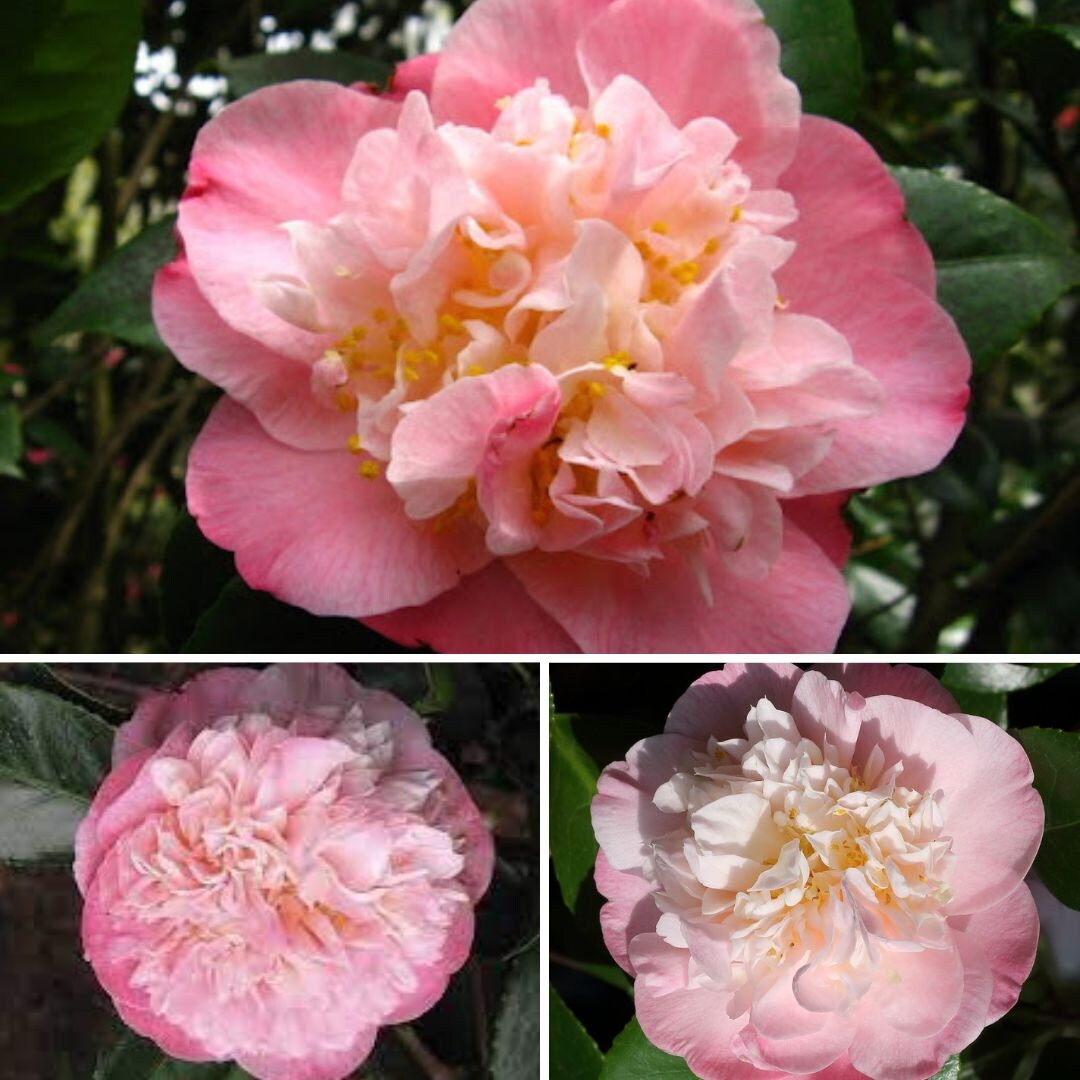 Pink White Camellia Japonica - Mrs. Lyman Clarke-live Starter Plant ...