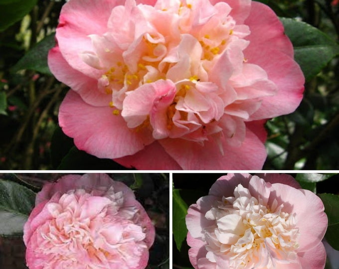 Pink White Camellia Japonica - Mrs. Lyman Clarke-live Starter Plant ...