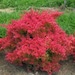 Orange Berberis Thunbergii-sunjoy Neo Barberry-live STARTER Plant-ship ...