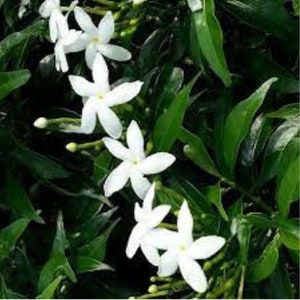 2 White Jasmine Pinwheel Plant -starter Live Plant - 2 Plug 3 to 7 ...