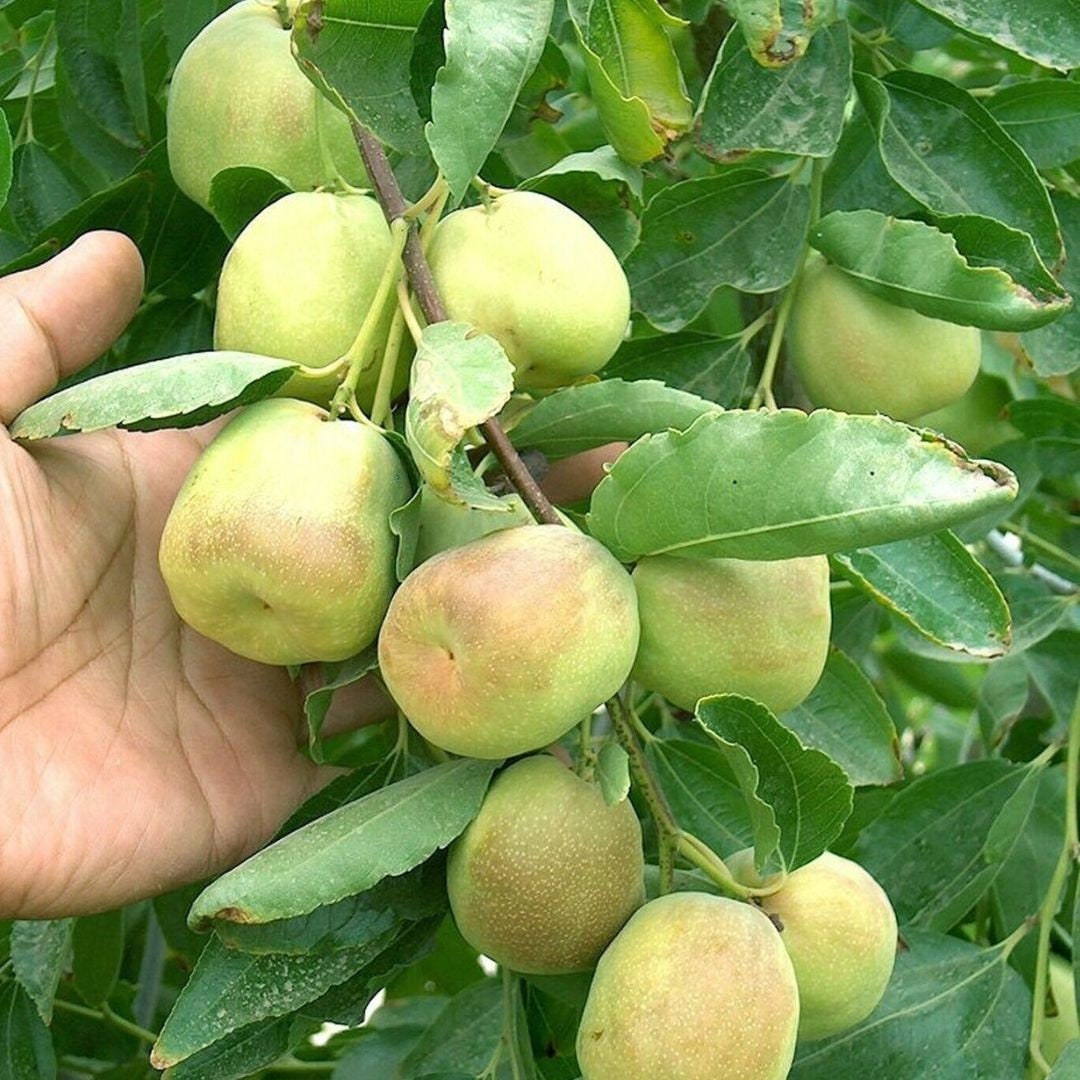 Lot of 4 Live Jujube Tree Cuttings, Shanxi Li Jujube Tree Cutting ...