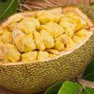 Jackfruit Artocarpus Heterophyllus Jack Fruit Seedling Plant Tree 7 to ...