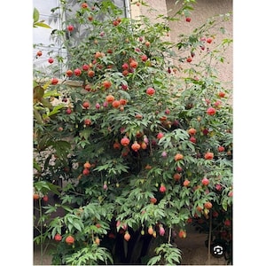 Abutilon Tiger Eye Plant Flowering Maple Small Rooted Live Starter ...