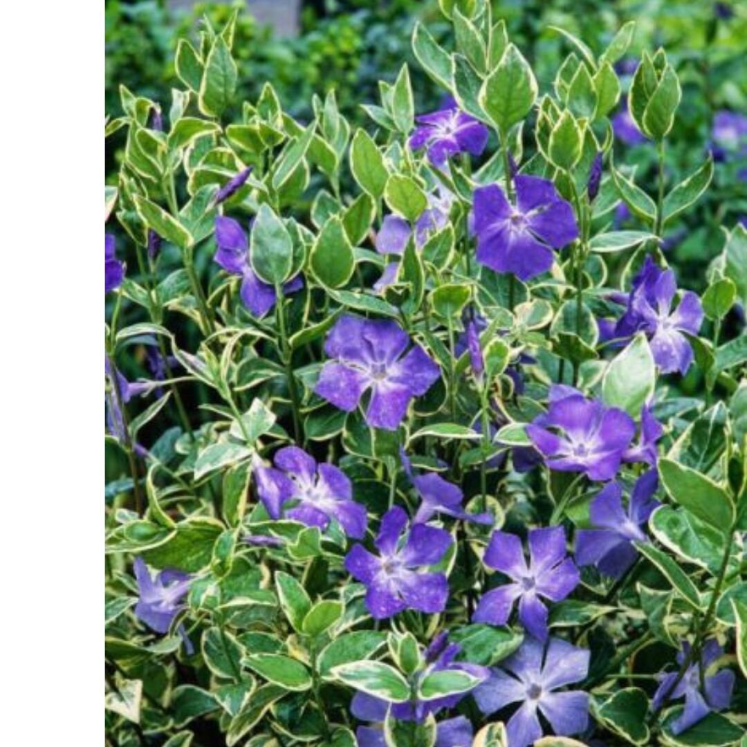 6 Variegated Vinca Periwinkle Trailing Vine Live Starter Plants Ship ...