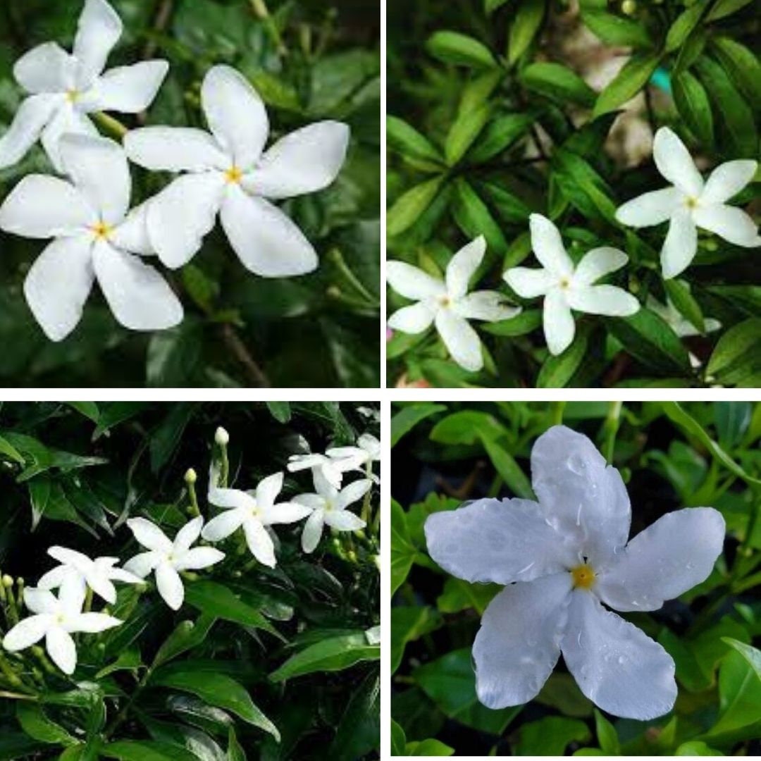 2 White Jasmine Pinwheel Plant -starter Live Plant - 2 Plug 3 to 7 ...