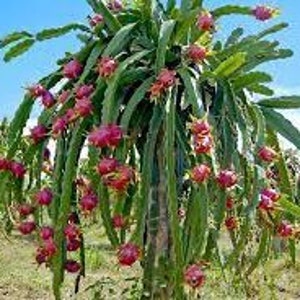 Dragon Fruit Plant - Edgar's Baby Dragon Fruit Cactus - Tropical Fruit ...