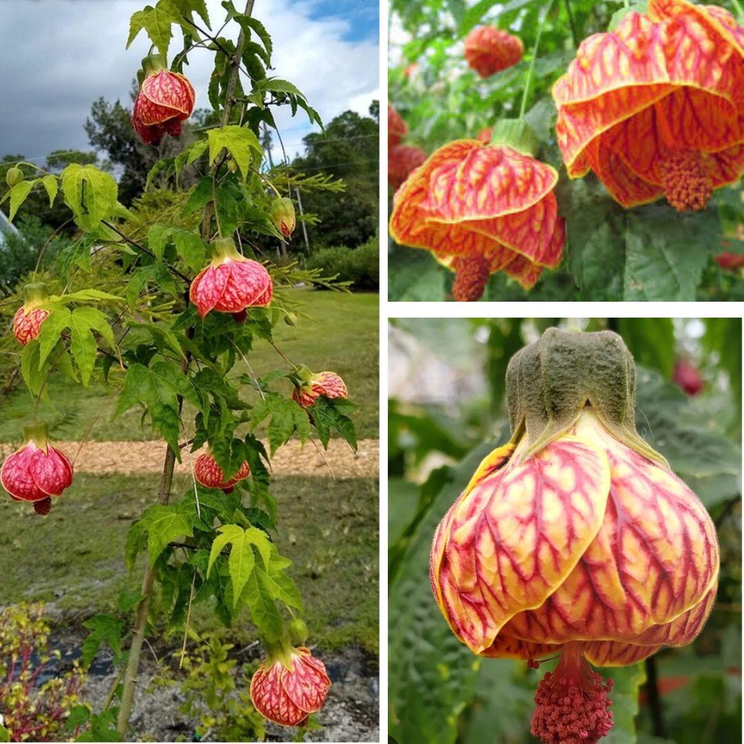 Abutilon Tiger Eye Plant Flowering Maple Small Rooted Live Starter ...