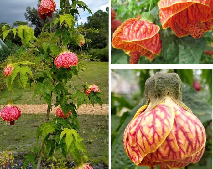 Abutilon Tiger Eye Plant Flowering Maple Small Rooted Live Starter ...