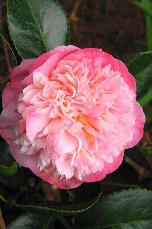 Pink White Camellia Japonica Mrs. Lyman Clarke-live Starter - Etsy