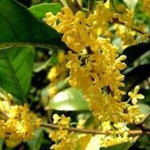 Yellow Tea Olive Plant - Flowering Fragrant Tea Olive Plant - Etsy