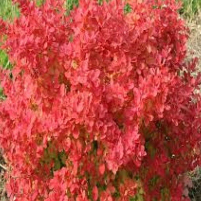 Orange Berberis Thunbergii-sunjoy Neo Barberry-live STARTER Plant-ship ...