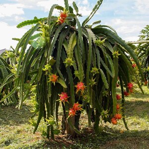 Dragon Fruit Plant - Edgar's Baby Dragon Fruit Cactus - Tropical Fruit ...