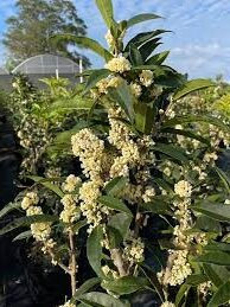 Fragrant Tea Olive Osmanthus - Fudingzhu - Healthy Well Rooted Starter ...