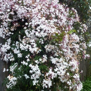 Pink Jasmine Vine Plant - Jasminum Polyanthum - Live Pink Jasmine ...