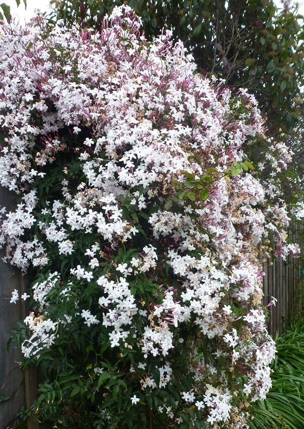 Pink Jasmine Vine Plant - Jasminum Polyanthum - Live Pink Jasmine ...