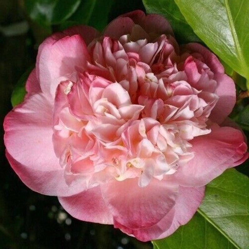 Pink White Camellia Japonica Mrs. Lyman Clarke-live Starter - Etsy