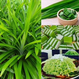 Pandan Leaves Live Plant(lá Dứa) - Pandanus Amaryllifolius Rooted Live ...