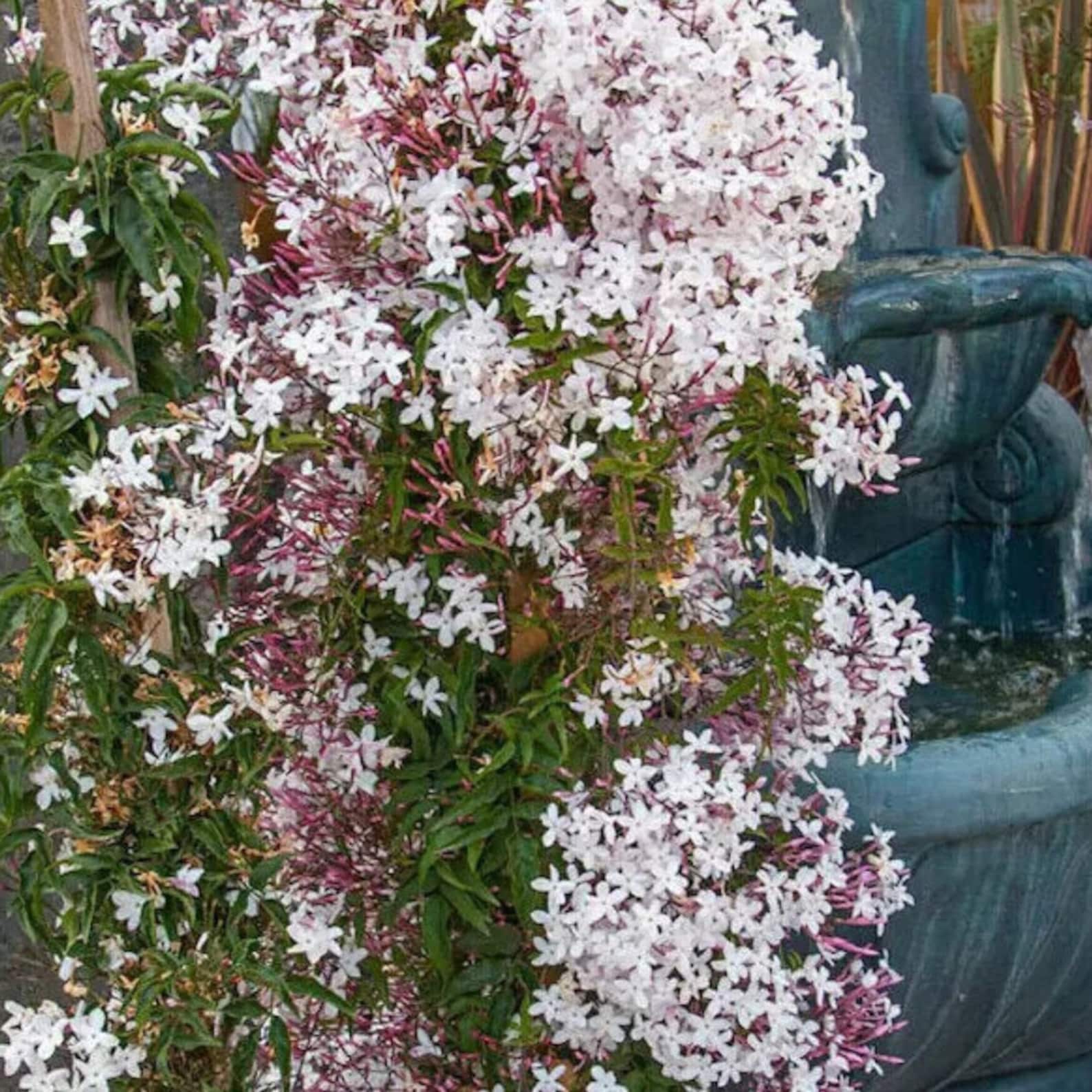 Pink Jasmine Vine Plant - Jasminum Polyanthum - Live Pink Jasmine ...