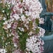 Pink Jasmine Vine Plant - Jasminum Polyanthum - Live Pink Jasmine ...