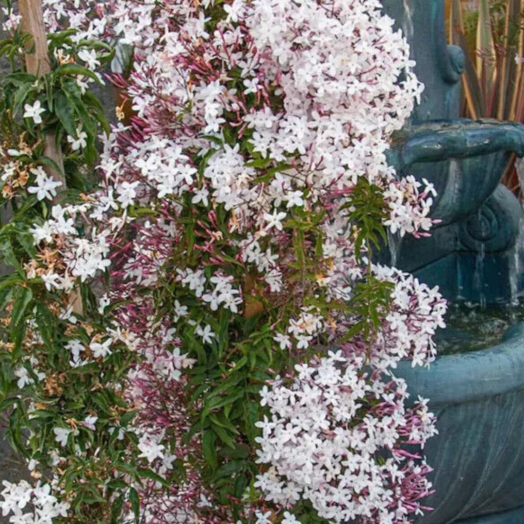 Pink Jasmine Vine Plant - Jasminum Polyanthum - Live Pink Jasmine ...