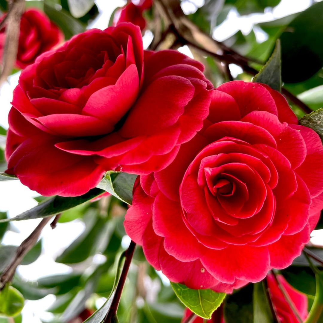 Red Camellia Japonica Plant 'black Tie' -live Starter Plant Ship in Pot ...