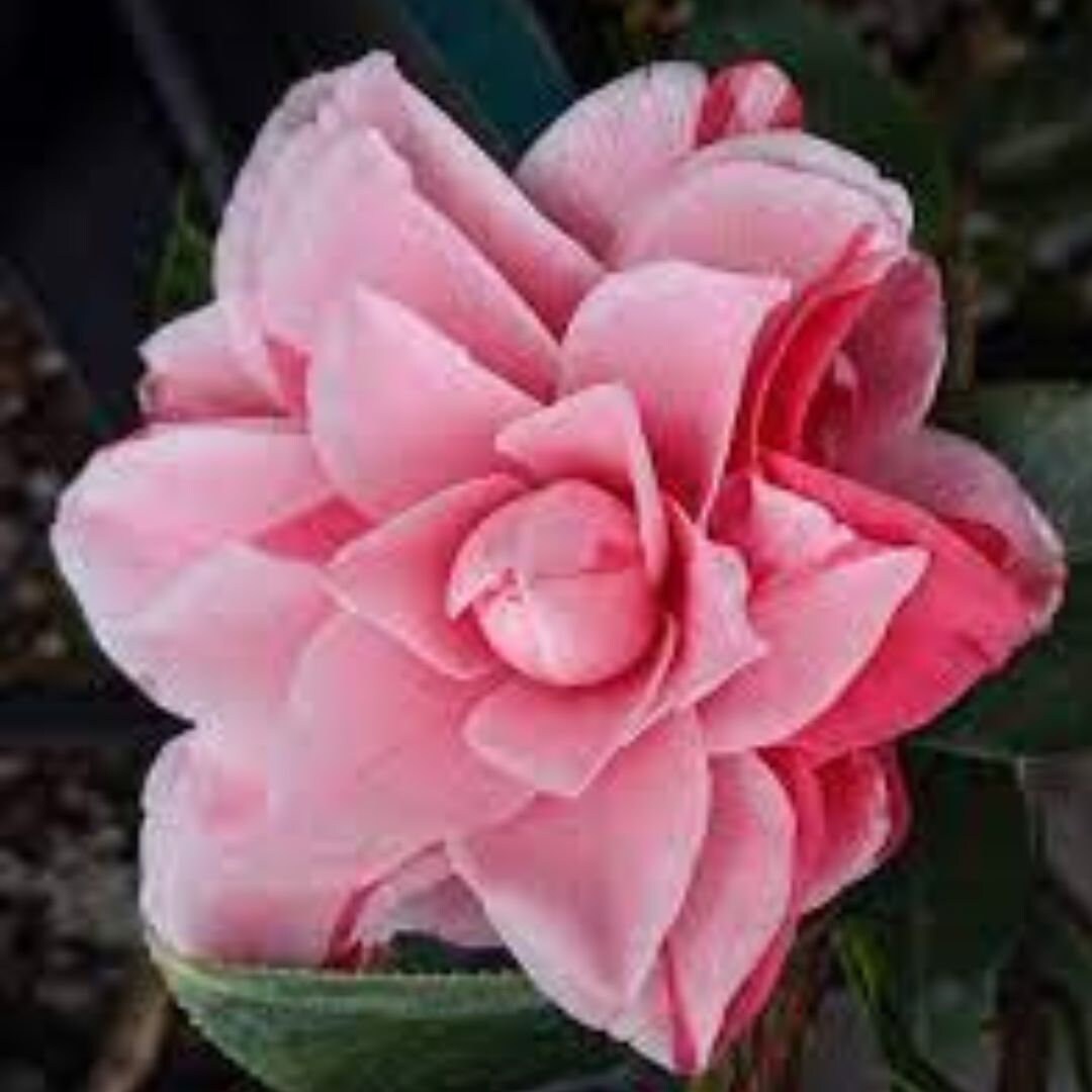 Pink Red Camellia Japonica Plant LES MARBURY Unique Bloom - Etsy