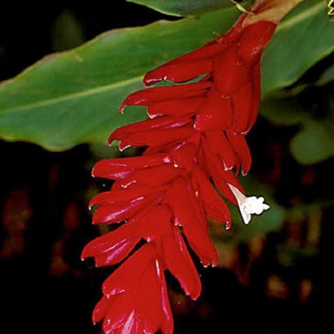 Dwarf Red Ginger Plant - Alpinia Purpurata - Live Plant STARTER Plant ...