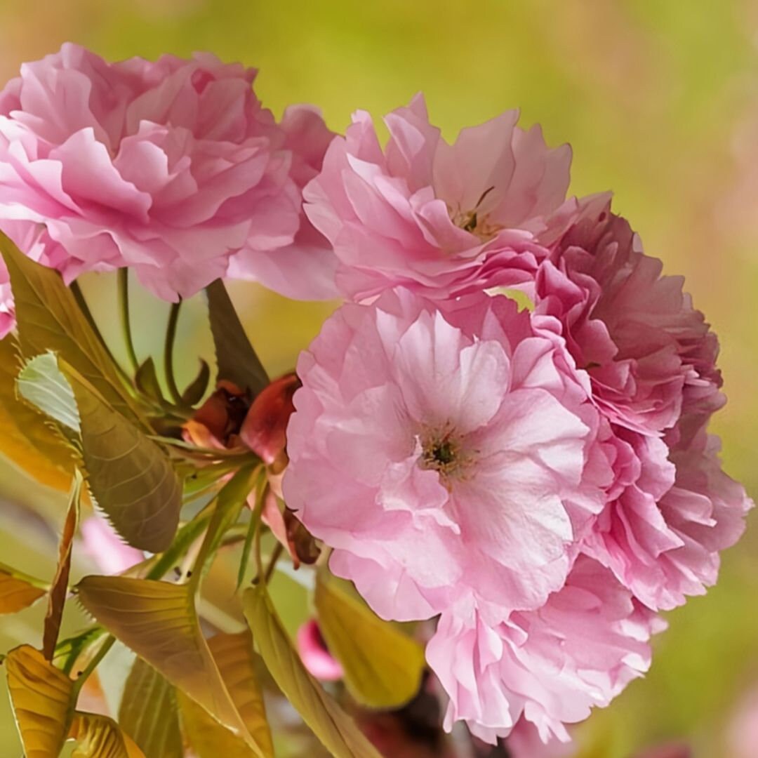 Pink Flowering Cherry Tree-kwanzan Flowering Cherry Tree-live - Etsy