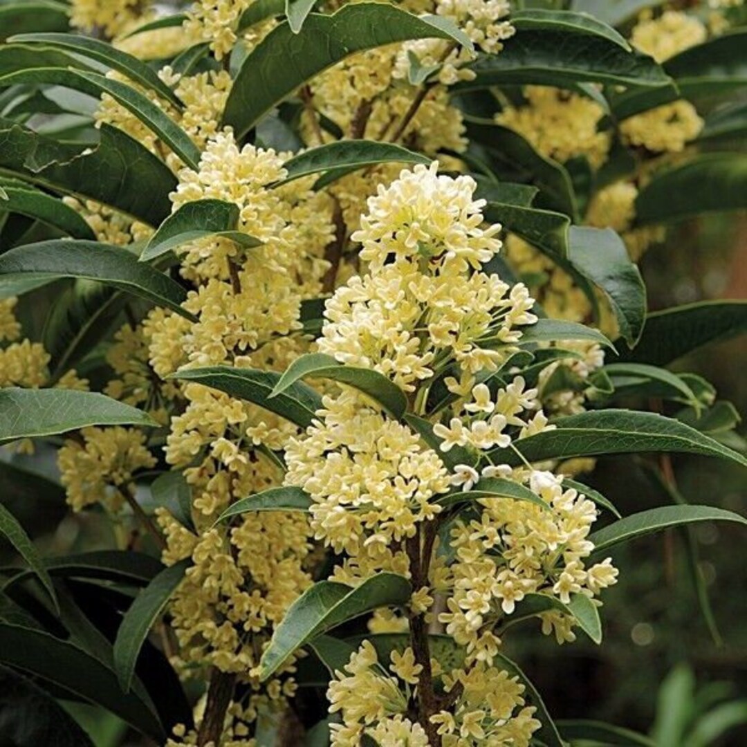 Fragrant Tea Olive Osmanthus - Fudingzhu - Healthy Well Rooted Starter ...